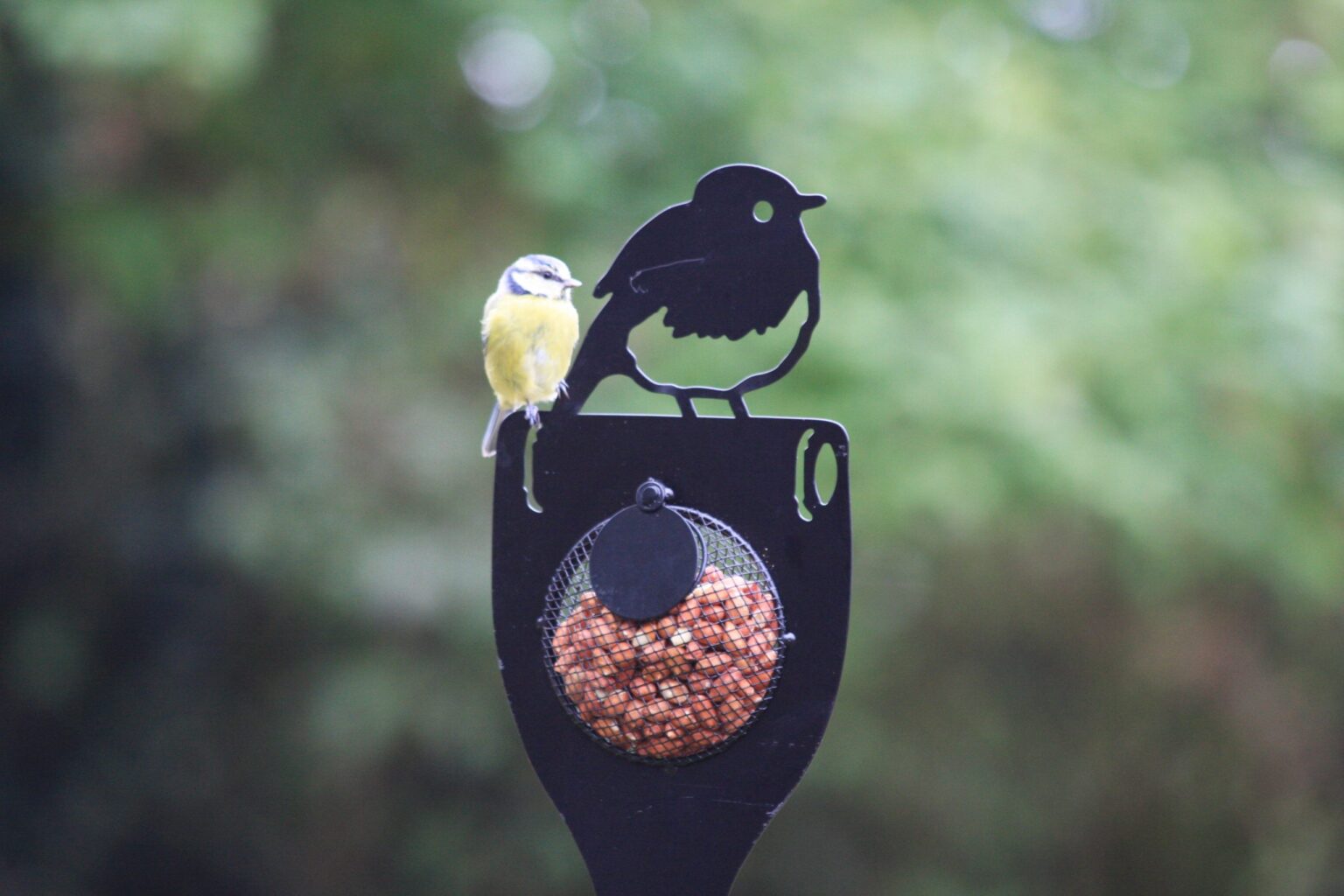 Spade Robin Bird Feeder - Ornamental Classics